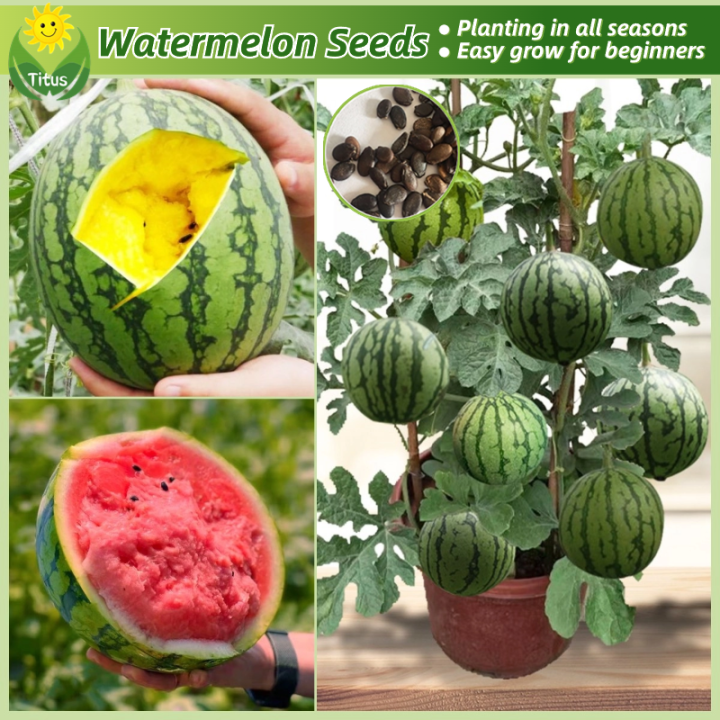 100% Legit Bonsai Watermelon Seeds for Planting & Gardening (15pcs/pack ...