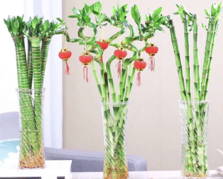 Pokok Buluh Nasib 转运竹 开运竹 龙竹 home Fengshui Live Plant New year Plant ...