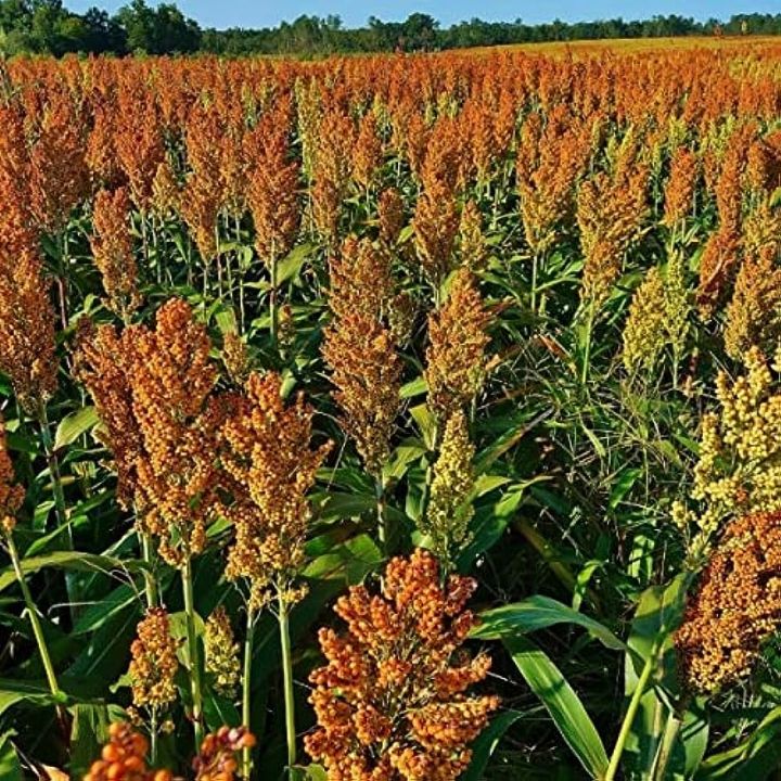 Sorghum nigrum - Black Millet Perennials Seeds. | Lazada PH