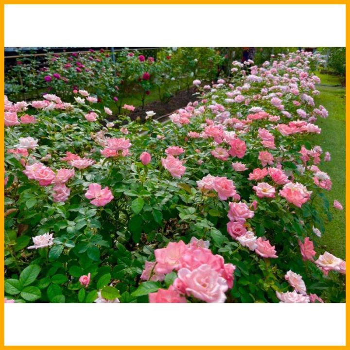 Baja Organik Khas Ros By Zety Roses (2kg) | Lazada