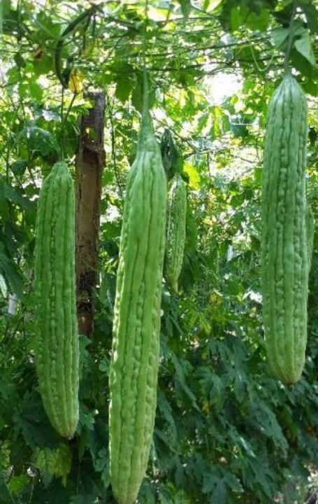 per pack ampalaya bitter gourd seeds - condor seeds - plant seed ...