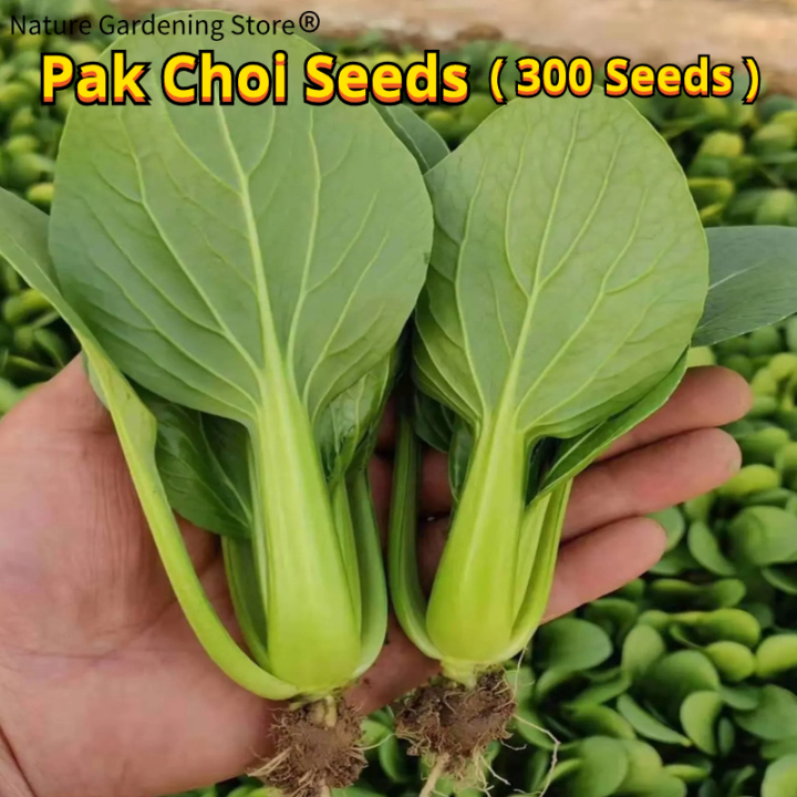 Fresh Organic Pak Choi Seeds Chinese Pechay Seeds for Planting ...