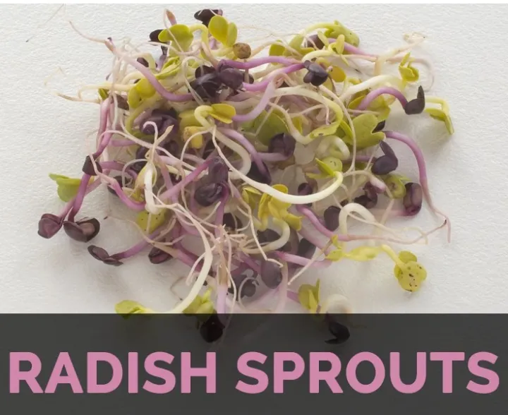Radish Sprouts Kaiware Microgreens (5 grams) | Lazada PH