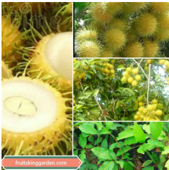 ANAK POKOK RAMBUTAN GADING KUNING MEGA KAHWIN 3 FEET TALL [WEST ...