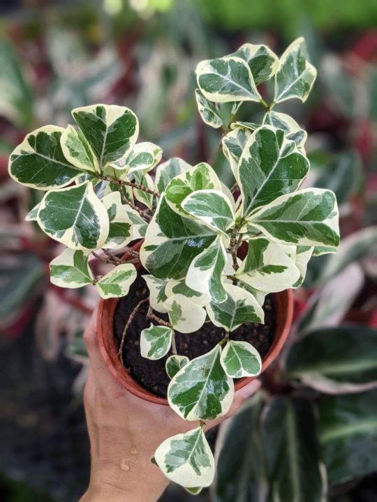 Ficus Triangularis Variegeta - Variegated House Plant (Easy Care ...