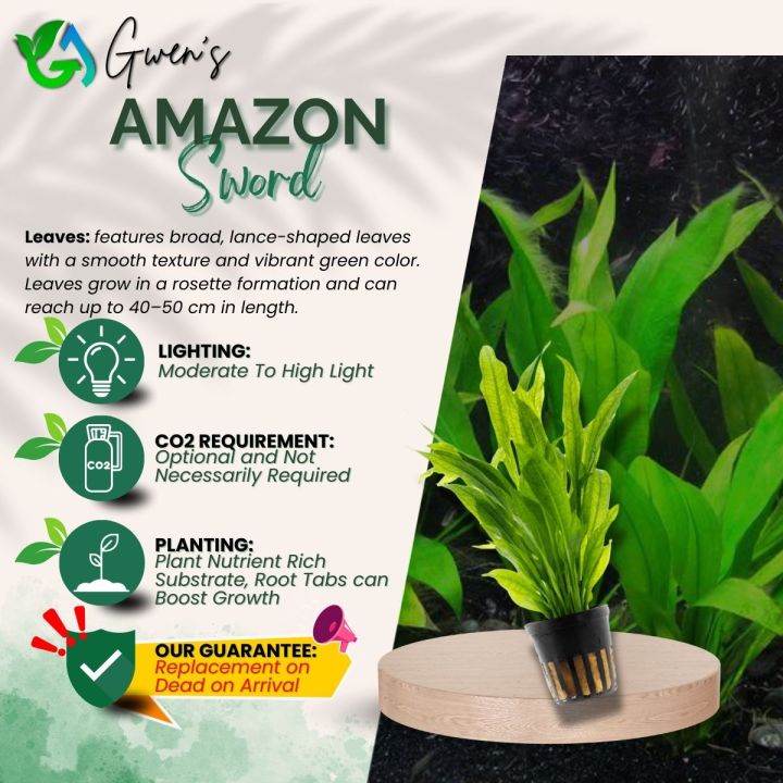 AMAZON SWORD by Gwen's Aquakitz - Low Tech Aquatic Plants for ...