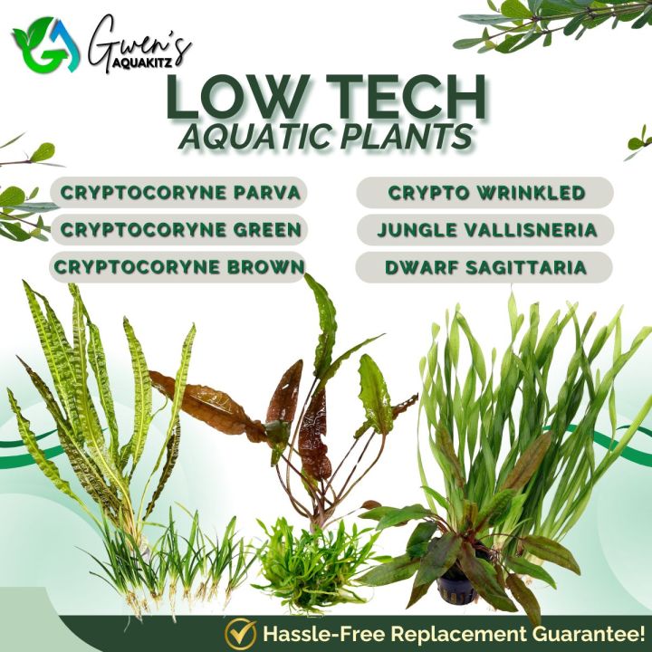 LOWTECH AQUATIC PLANT SELECTIONS by Gwen's-Amazon Sword, Dwarf ...