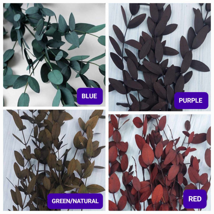 Dried EUCALYPTUS PARVY (PARVI) Leaves #Dried Flower APL | Lazada PH