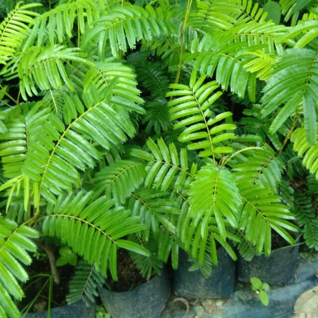 Pokok Hidup Petai Hybrid | Lazada