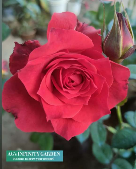 American Red Rose Plant " Red Flower " Live Plant With FREE plastic pot ...