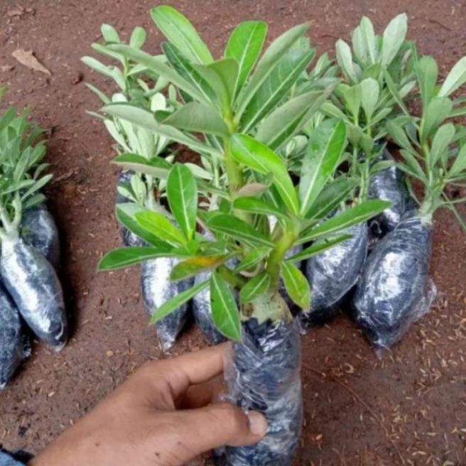 Tanaman Hias Adenium Bibit Adenium Kamboja Jepang Lazada Indonesia