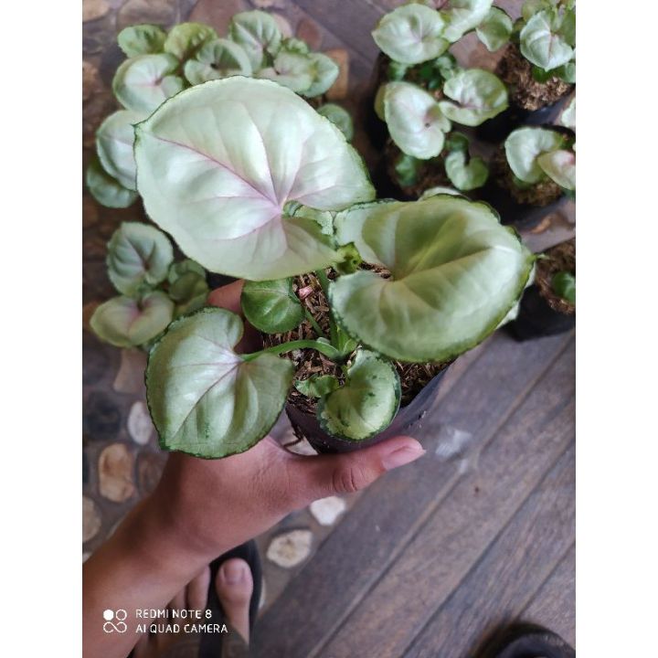 syngonium bold allusion original | Lazada Indonesia