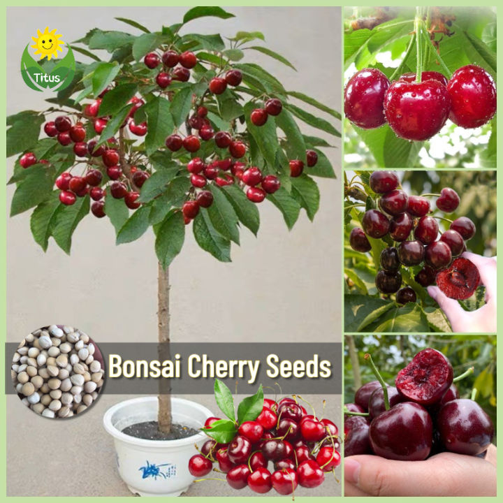 100% Original Sweet Cherry Seeds Bonsai Fruit Seeds for Planting ...