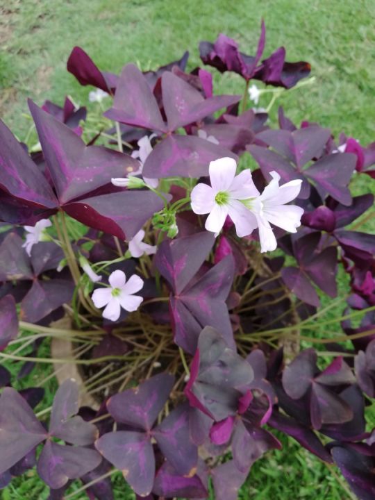 Oxalis Triangularis/Anak Pokok bunga daun rerama ungu 50seeds seed ...