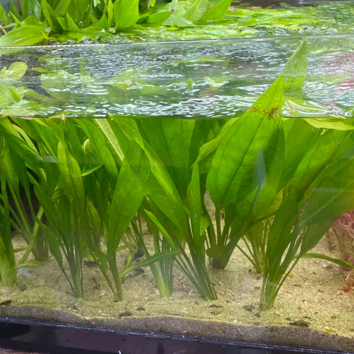 AMAZON SWORD AQUATIC PLANTS LOW TECH MAINTENANCE | Lazada PH