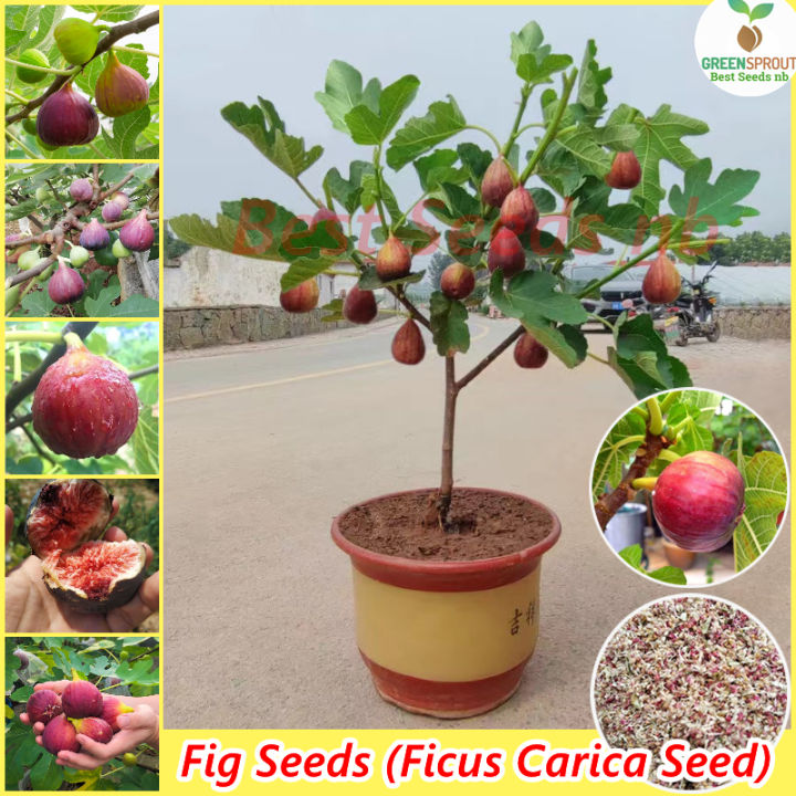 [100% Original Seed] Rare Fig Tree Plant Seed (200 Seeds Per Pack) Figs ...