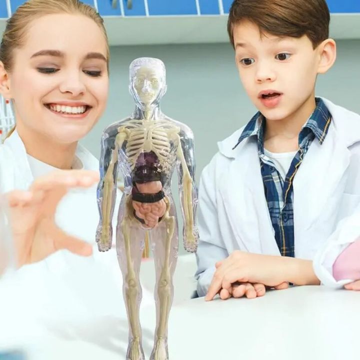 Visible Human Body Model | 3D Human Body Model For Kids | Soft Human ...