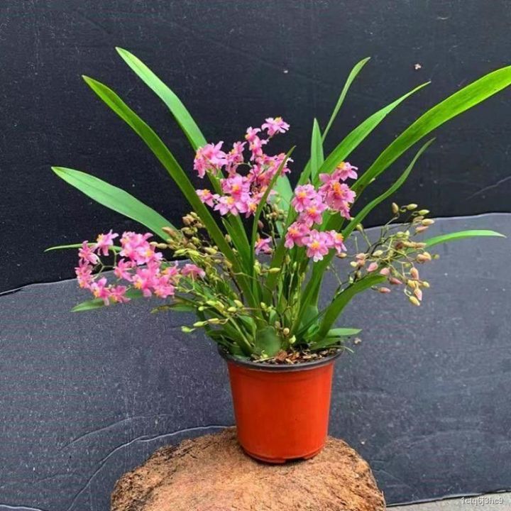 Oncidium MINI Live Plant - Petite and Charming Oncidium Orchid ...