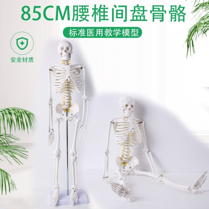 Packages mailed 85 cm human body skeleton model of intervertebral disc ...
