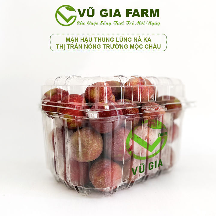 [ GIAO HOẢ TỐC HCM ] VG FARM Mận hậu thung lũng Nà Ka Mộc Châu - Ngon ...
