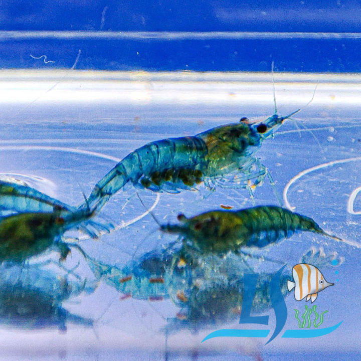 Blue Jelly Shrimp Neocaridina (5 Pieces) by LS Aquatic | Lazada