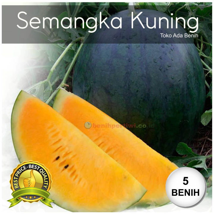 Benih / Biji Semangka Kuning Hibrida - 5 Biji | Lazada Indonesia