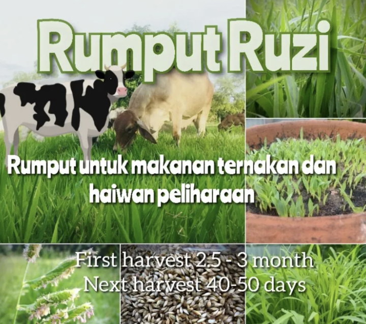 Benih Rumput Ruzi 100 biji++ sepeket Congo grass (Brachiaria ...