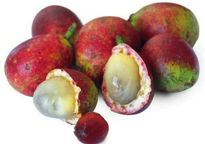 2 Bibit Buah Matoa Super Manis Anyarâ™¨ | Lazada Indonesia