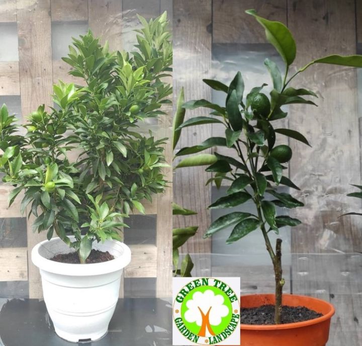 Fruit Tree - Lime Tree (Kum Quat)金桔树 for HOME/GARDEN decoration | Lazada