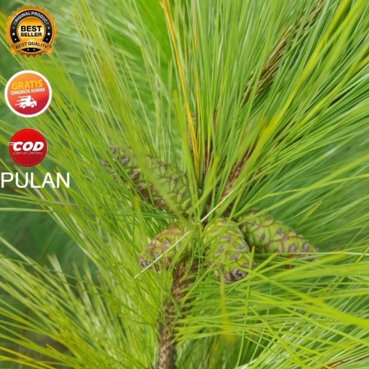 jual buah pinus muda Herbal buah pinus segar per 1kg ; | Lazada Indonesia