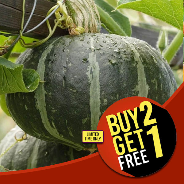 Squash Kabocha Seeds Japanese Squash Seeds Heirloom Squash Seeds - Rare ...