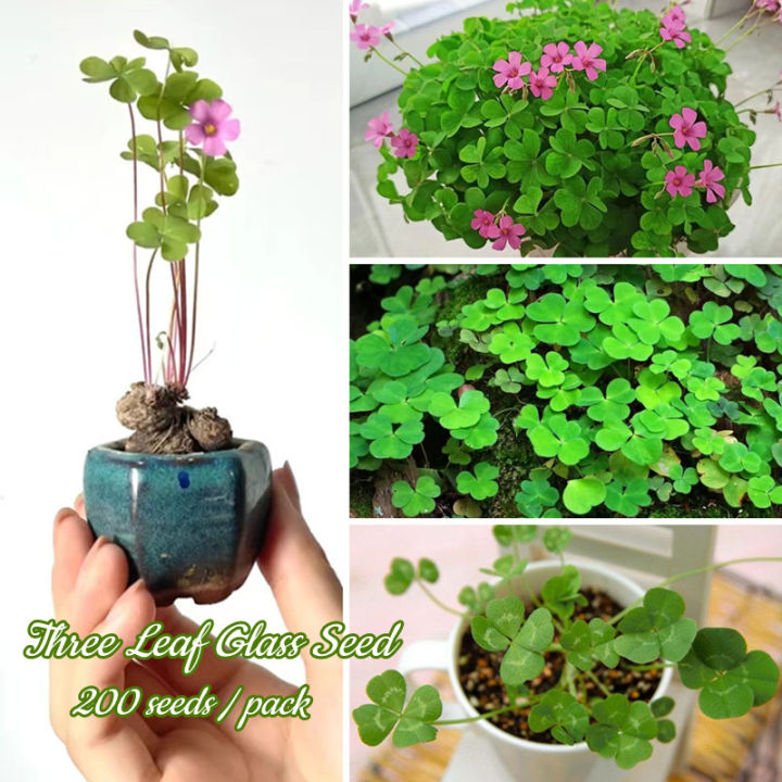 High Germination Lucky Four Clover Leaf Seeds for Planting (200 Seeds ...