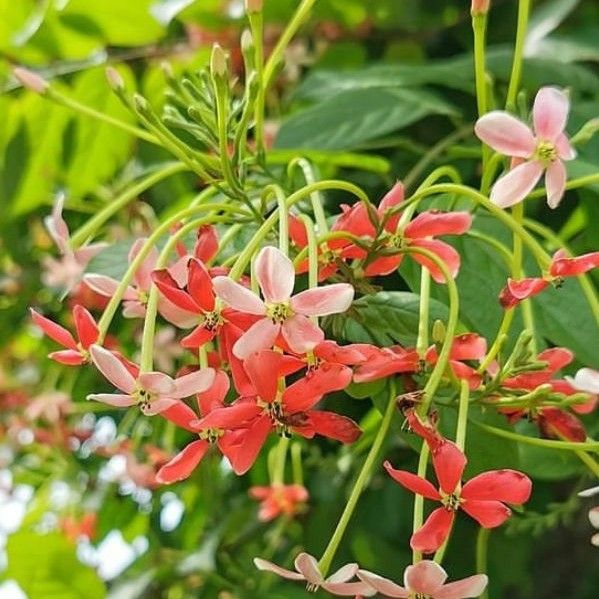 Tanaman hias Melati belanda bunga merah | Lazada Indonesia