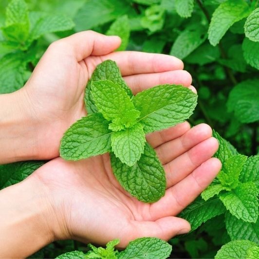 M&A PHC (100 seeds) Fragrant Mosquito Repellant Mint Seeds Plant ...