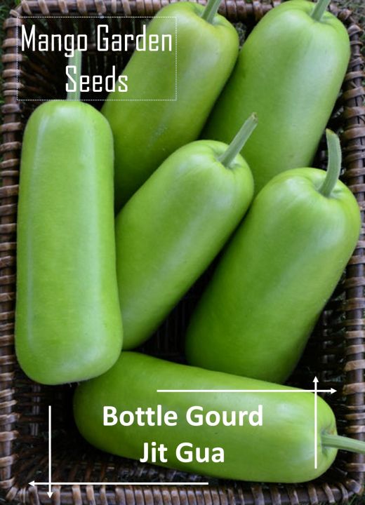 Benih Labu Botol Jit Gua - 10 biji 🌱 Sesuai untuk pasu, pendek ...