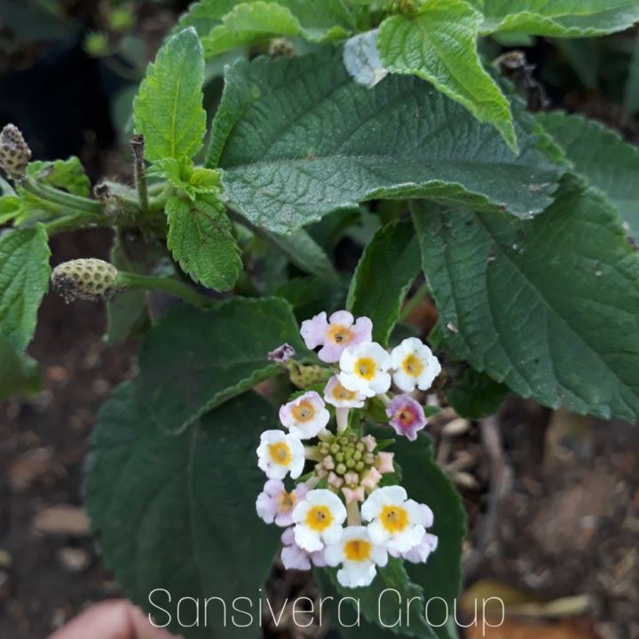 Tanaman Lantana Bunga Pink / Tanaman bunga Lamtana Pink | Lazada Indonesia