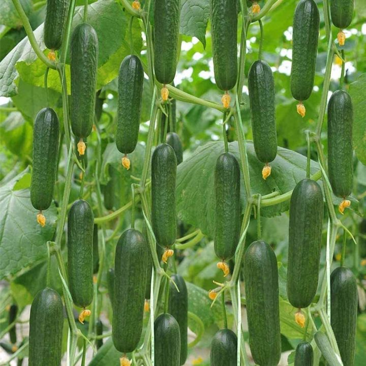 Sweet Gherkin Cucumber 50 seeds (not live plants) | Lazada