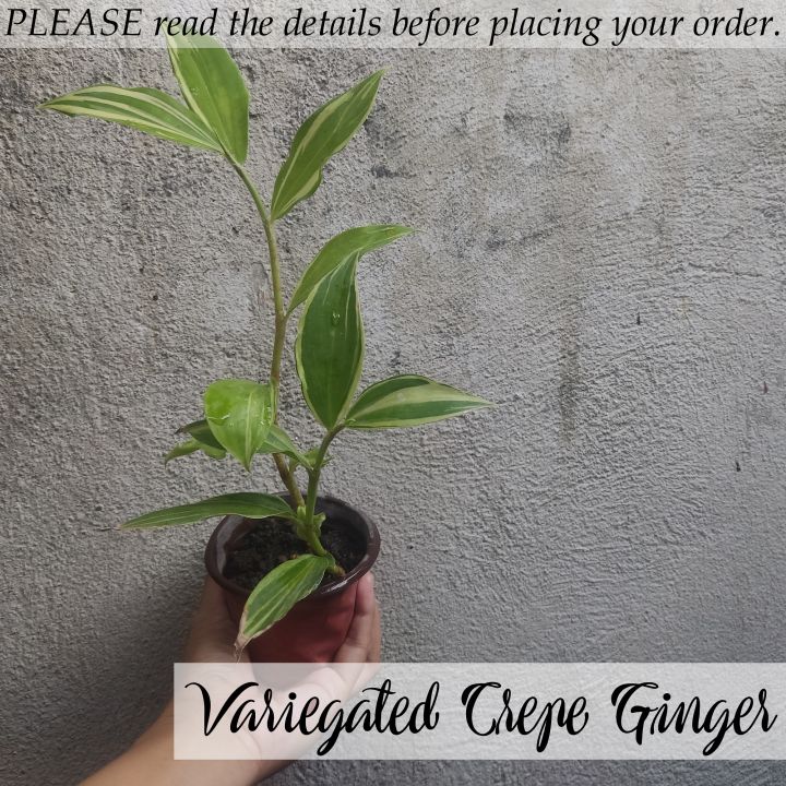 Variegated Crepe Ginger | Lazada PH