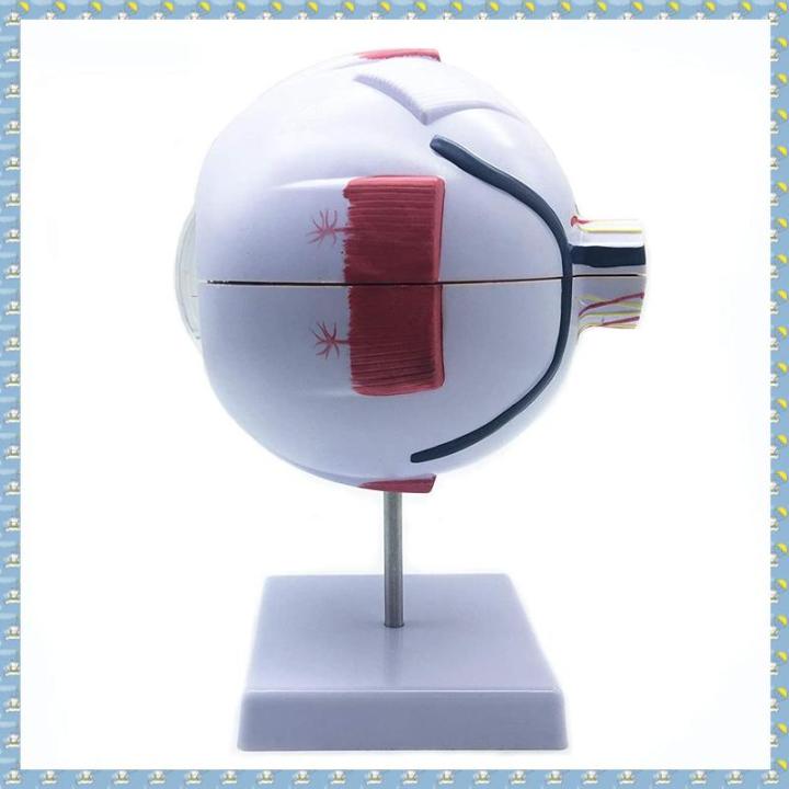 6X Enlarged Human Eye Anatomical Model,Anatomically Accurate Eye Model ...