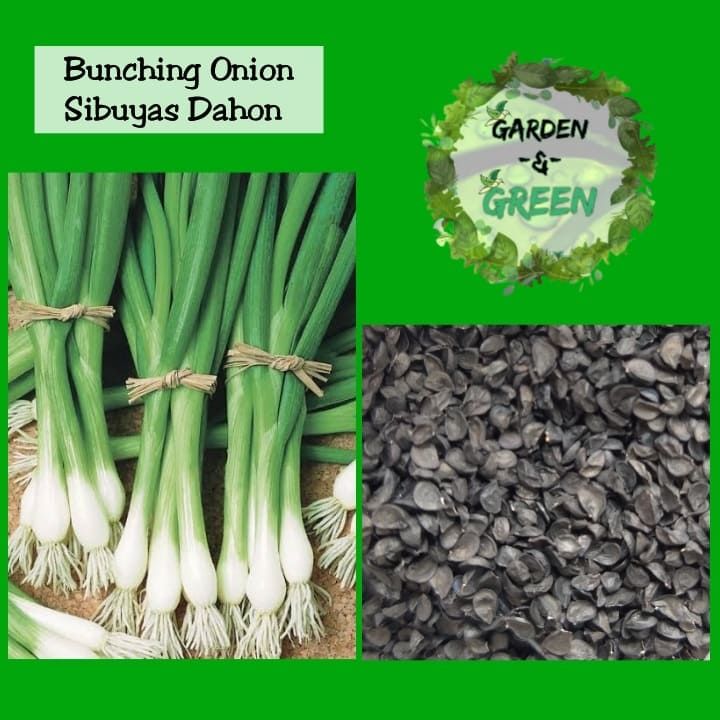 Bunching Onion Sibuyas Dahon seeds | Lazada PH