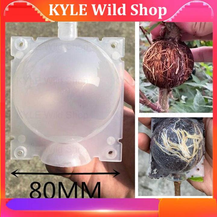 KYLE Wild Shop 8cm Garden Fruit Tree Plant Rooting Ball Root Growing ...