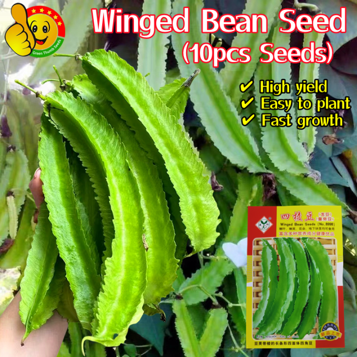 100% Original High Yield Winged Bean Seeds for Planting (Fresh 10pcs ...