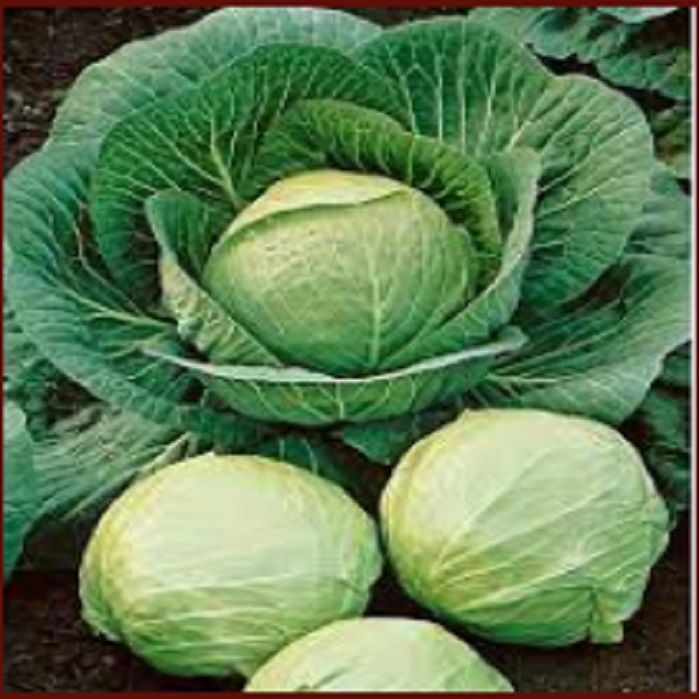 REPOLYO SEEDS HYBRID F1 (Cabbage) | Lazada PH