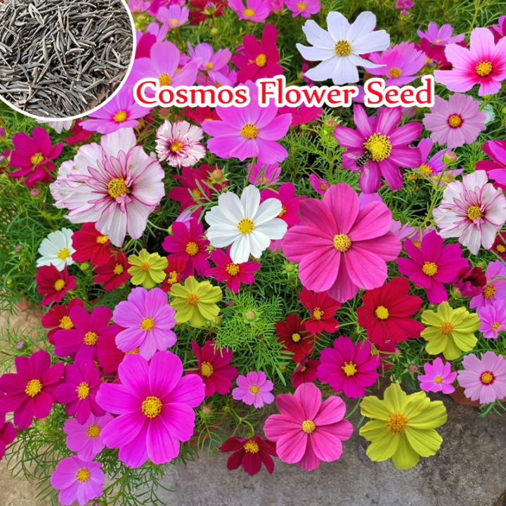 [Hot Sale] Malaysia Ready Stock 100 Seeds High Quality Cosmos Flower ...