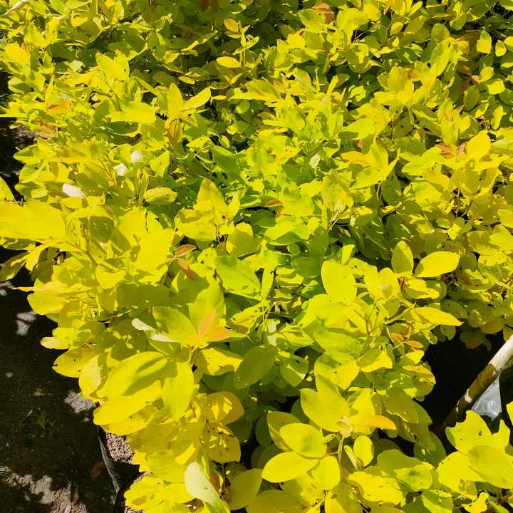 Golden Tree legume desmodium golden plant - real plants- live plants ...