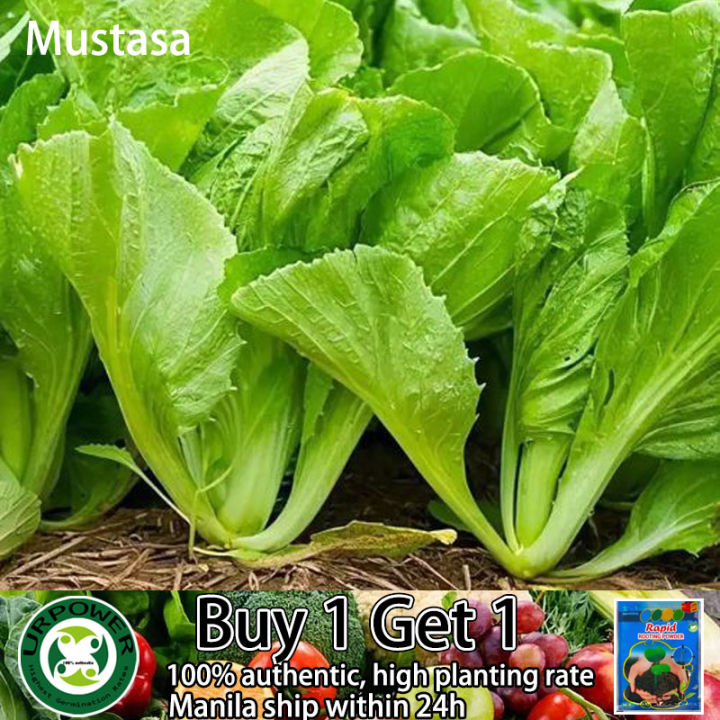 Mustard/Mustasa seeds Vegetable seeds 20PCS | Lazada PH