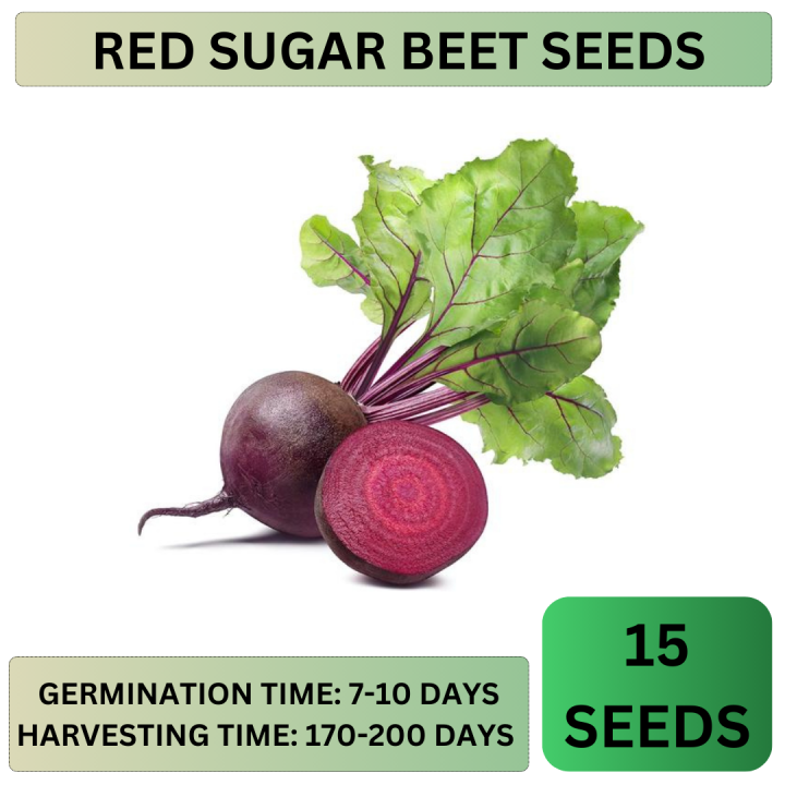 VALUE PACK (15 SEEDS) OPV MAGIC RED SUGAR BEET SEEDS/RED MAGIC/HYBRID ...