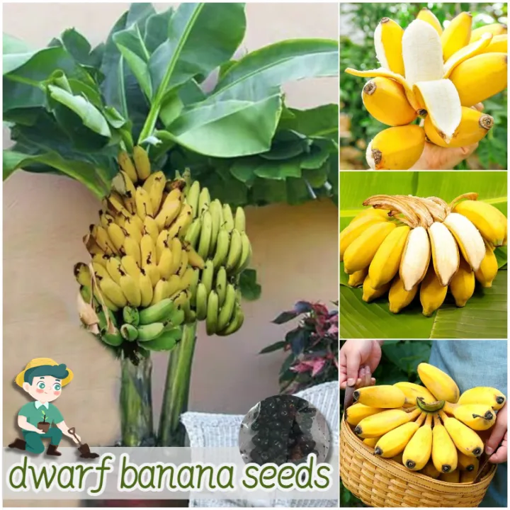 [100% Original Seed] Dwarf Banana Seeds for Planting Fruit Plants ...
