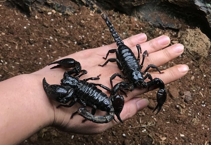 Asian Rainforest Scorpion Large Pet Watch Scorpion Live Big Black ...
