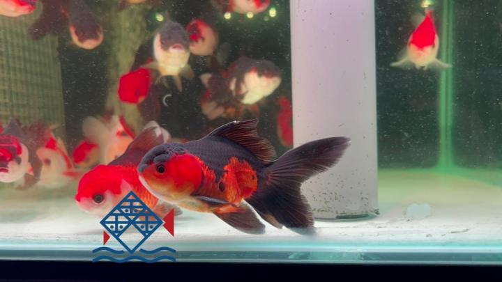 Lionhead Thai Oranda/Live Fish/Import From Thailand/High Grade/Oranda ...